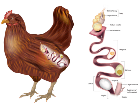Do Chickens Have Vaginas Or A Special Egg Hole Do Chickens Have Vaginas Or A Special Egg Hole